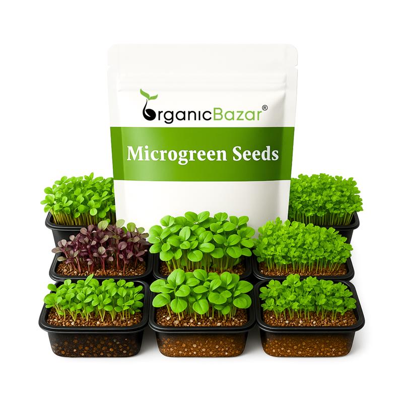 Buy Microgreen Seeds Online in India at Best Price - OrganicBazar