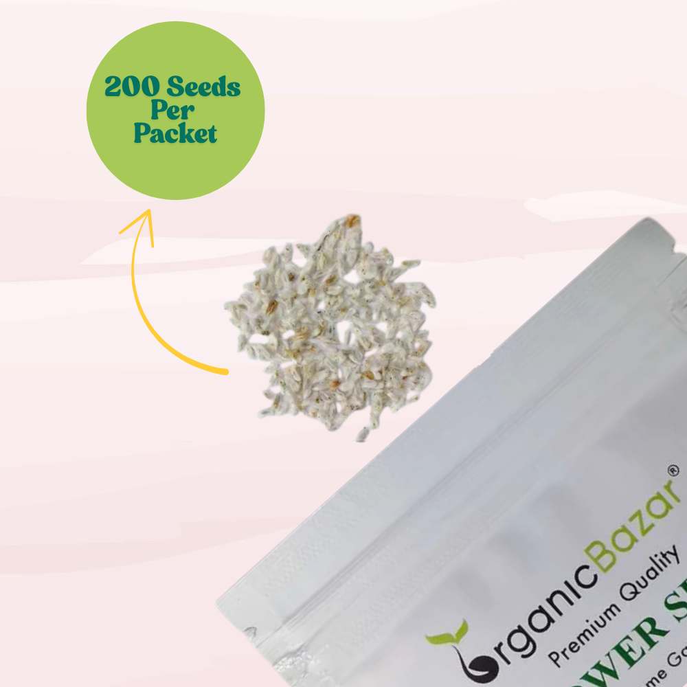 Buy Best Quality Acroclinium White Flower Seeds Online -Organic Bazar