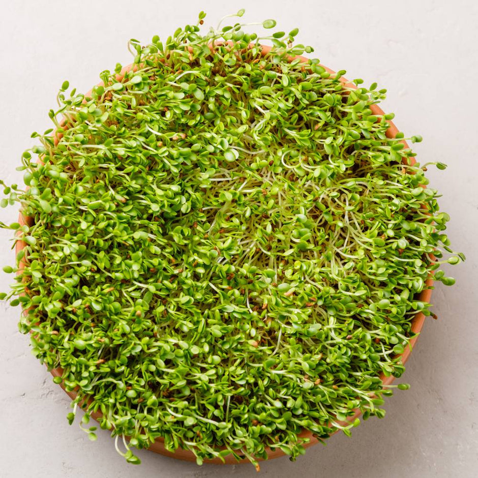Buy Microgreen Seeds Online in India at Best Price - OrganicBazar