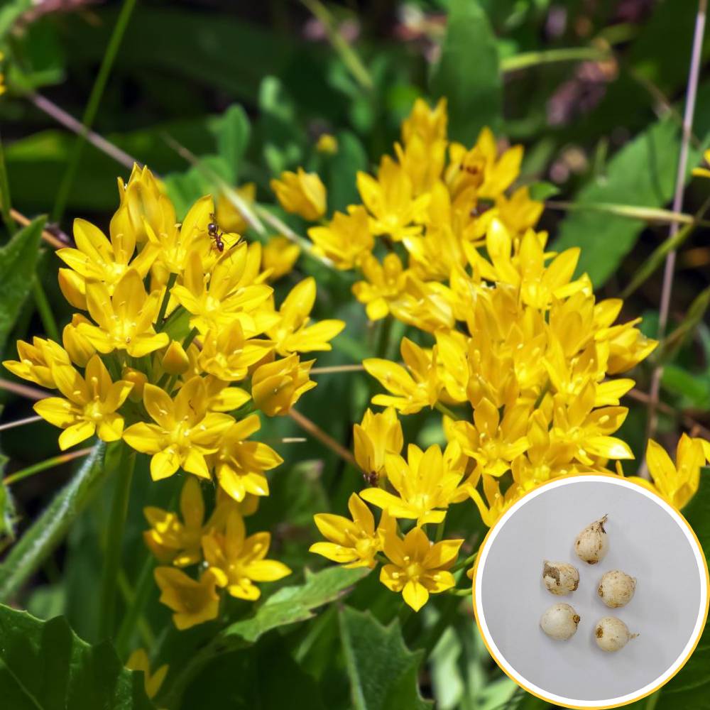 Buy Best Quality Allium Molly (Yellow) Flower Bulbs - Organicbazar