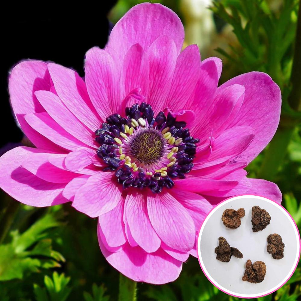 Buy Best Quality Anemone The Admiral (Pink) Flower Bulbs Online ...