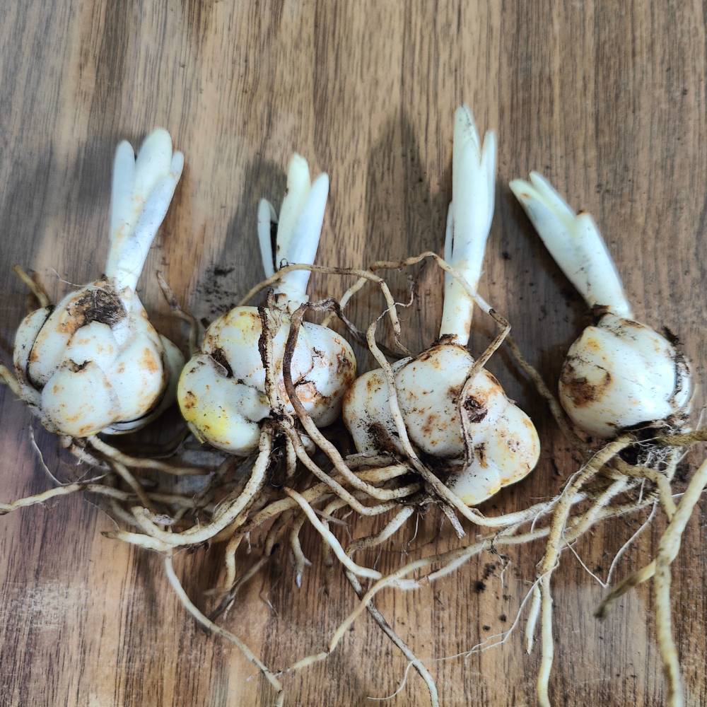 Buy Best Quality Asiatic Lily Red Flower Bulbs - Organic Bazar