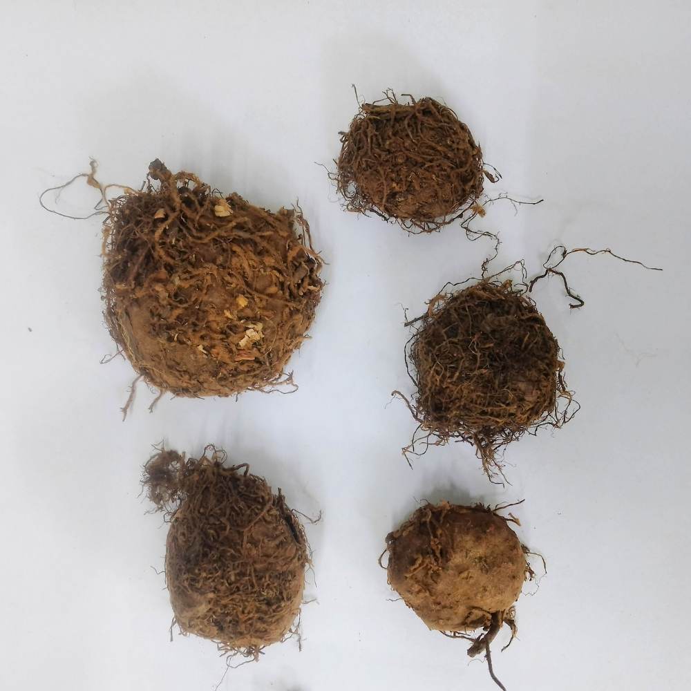 Buy Best Quality Begonia Mixed Color Flower Bulbs Online - Organicbazar