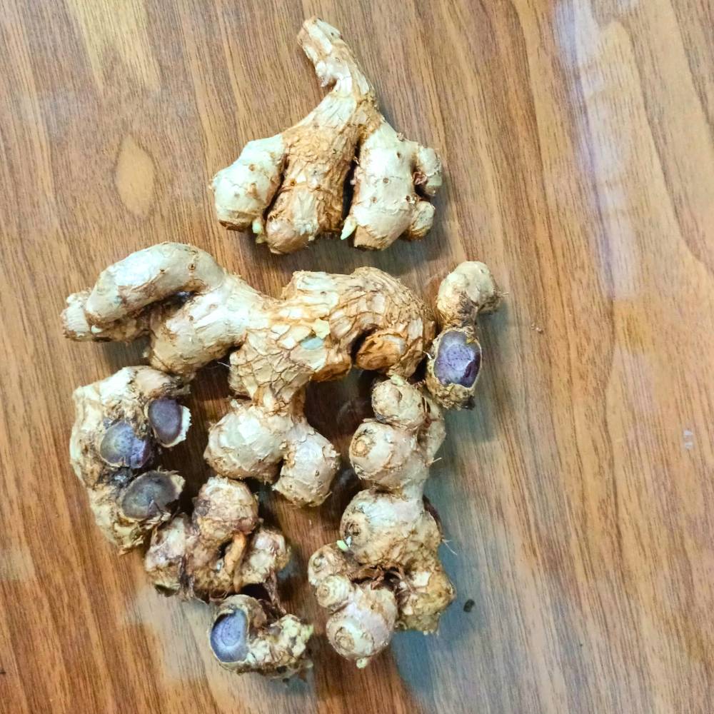 Black Ginger/Kaempferia parviflora Root/Seeds For Planting/Growing/Sow