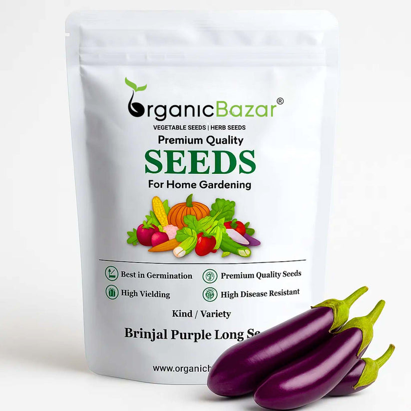 Brinjal Purple Long Seeds - (50 Seeds) High Germination/ High Yield ...