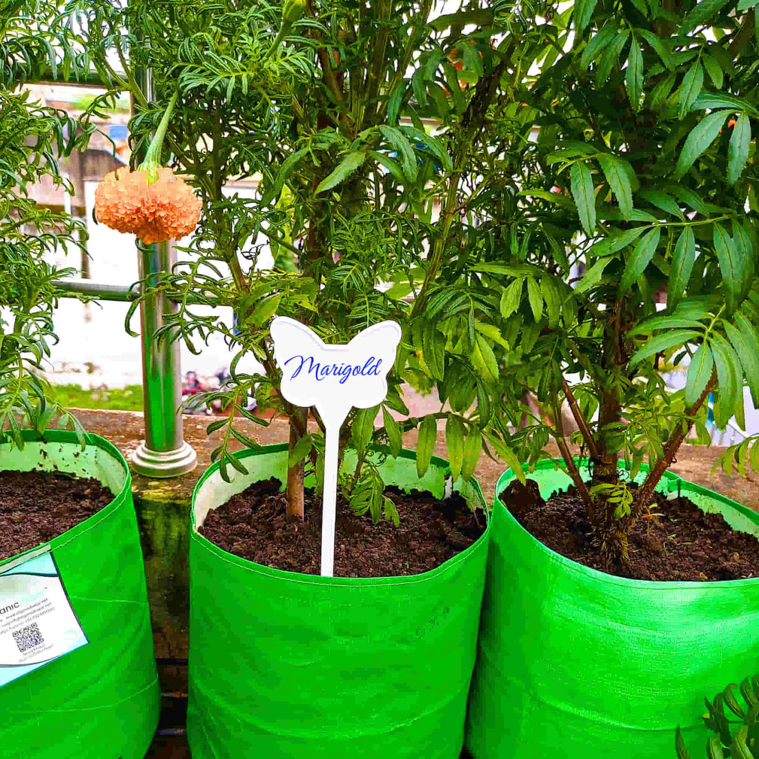 OrganicBazar Butterfly Plant Tag for Nursery & Home Garden