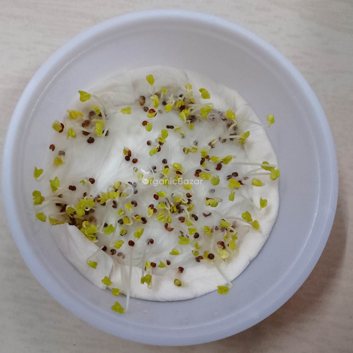 Buy Hybrid Cabbage Seeds Online