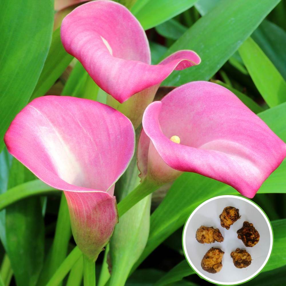 Buy Best Quality Calla Lily Pink Flower Bulbs Online - Organicbazar