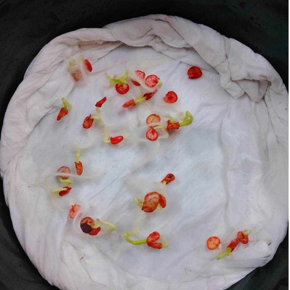 Buy Best Quality Green Capsicum Hybrid Seeds Online - Organicbazar