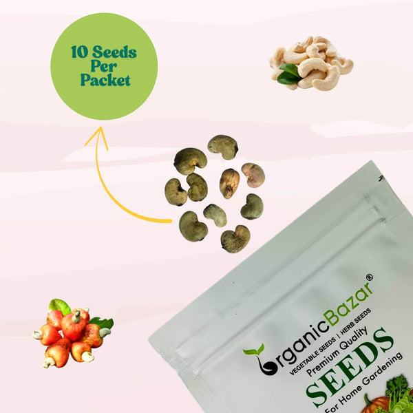 Buy Best Quality Cashew Seeds (Kaju Beej) Online – High Germination ...