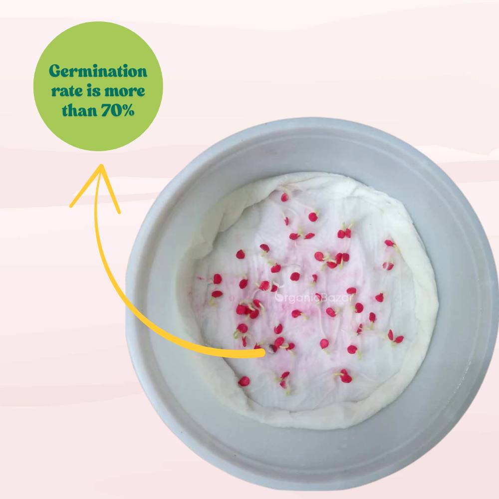 Buy Best Quality Chilli F1 Surya Pariksha Seeds Online - Organicbazar