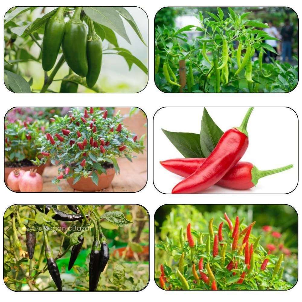 Buy Best Quality Chilli Jwala (Hari Mirch) Seeds Online - Organicbazar