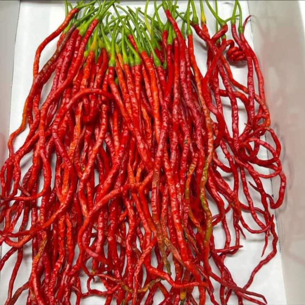 Buy Best Quality Chilli Extra Long Seeds Seeds Online - Organicbazar