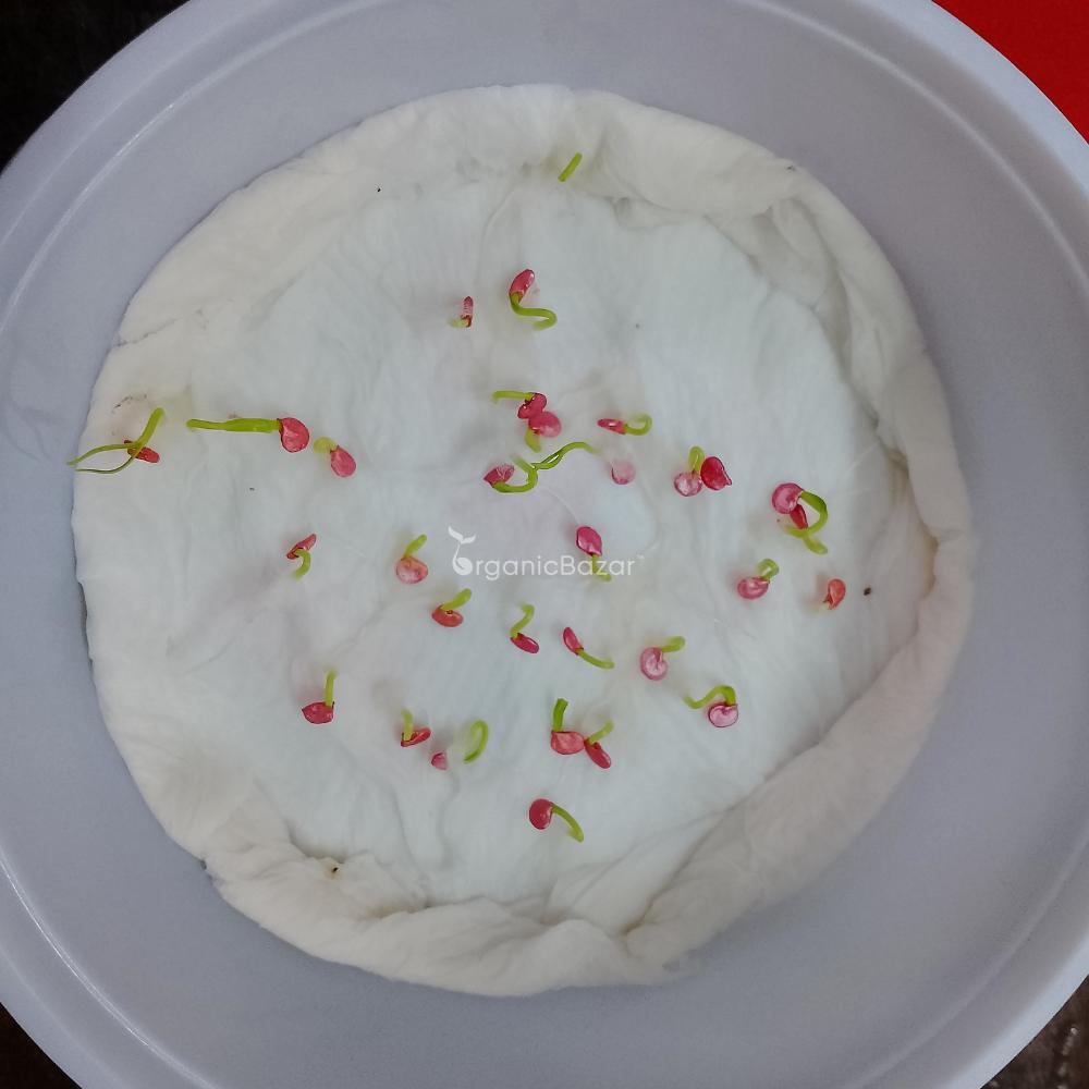 Buy Best Quality Chilli Hot Pepper Os-402 (Upright Type) Seeds