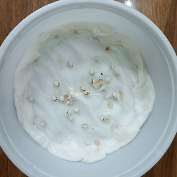 Buy Best Quality Chilli Jwala (Hari Mirch) Hybrid Seeds Online ...