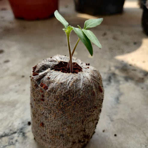 Coco Peat Coins Jiffy Bag for Seed Germination