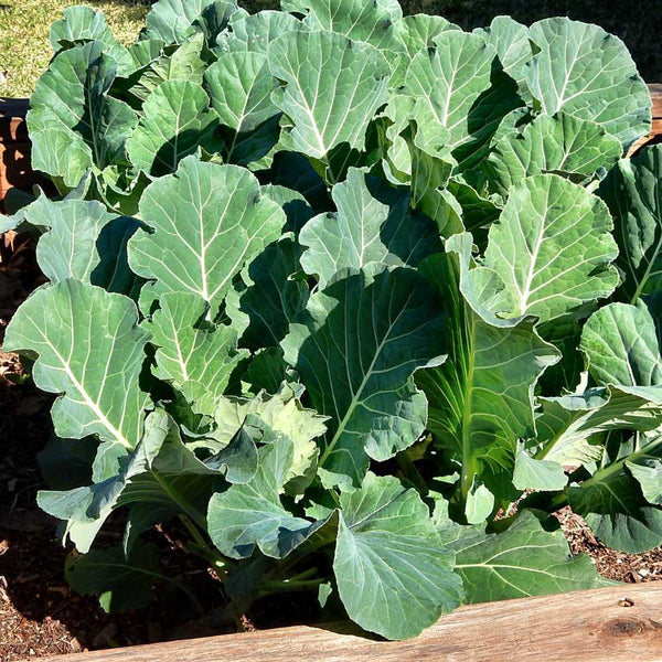 Buy Best Quality Collard Seeds Online - Organicbazar