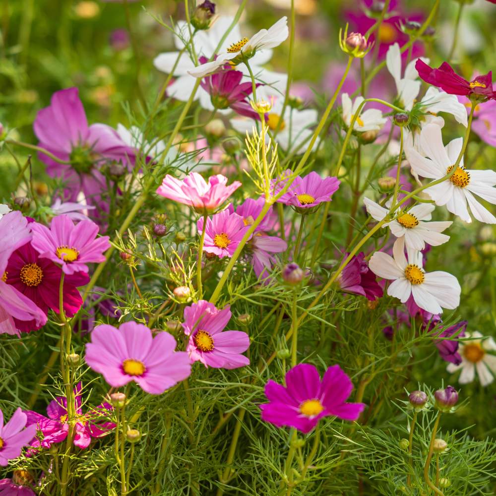 Buy Best Quality Cosmos Sensation Mixed Flower Seeds online - Organicbazar