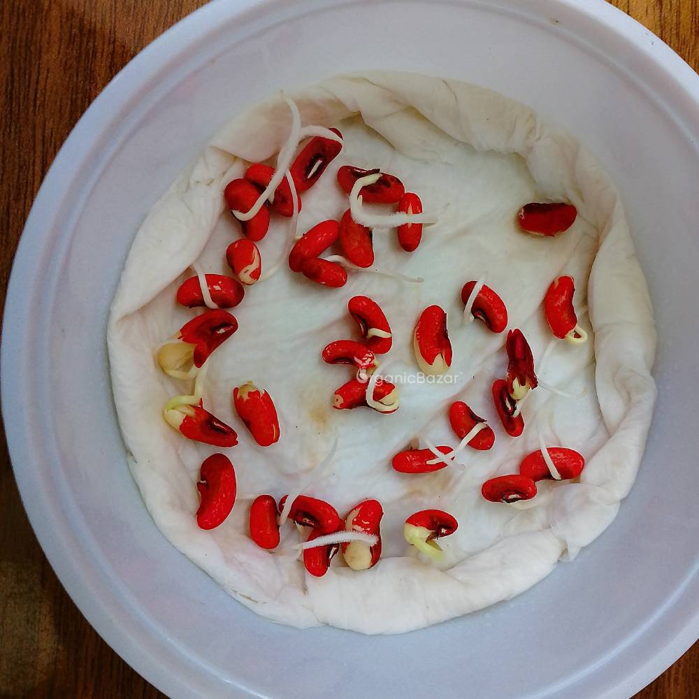 Cowpea (Lobia Beans) Hybrid Seeds - 50 Seeds (Barbati/ लोबिया/बरबटी के