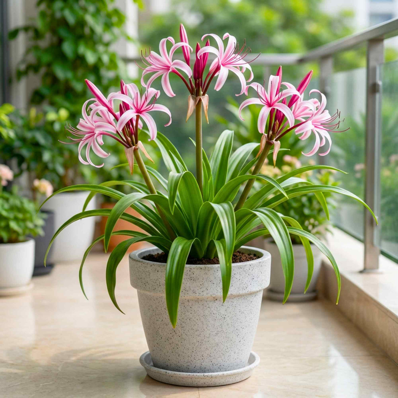Crinum Pink Flower Bulbs (05N) Beautiful Long-Lasting Blooms For Home ...