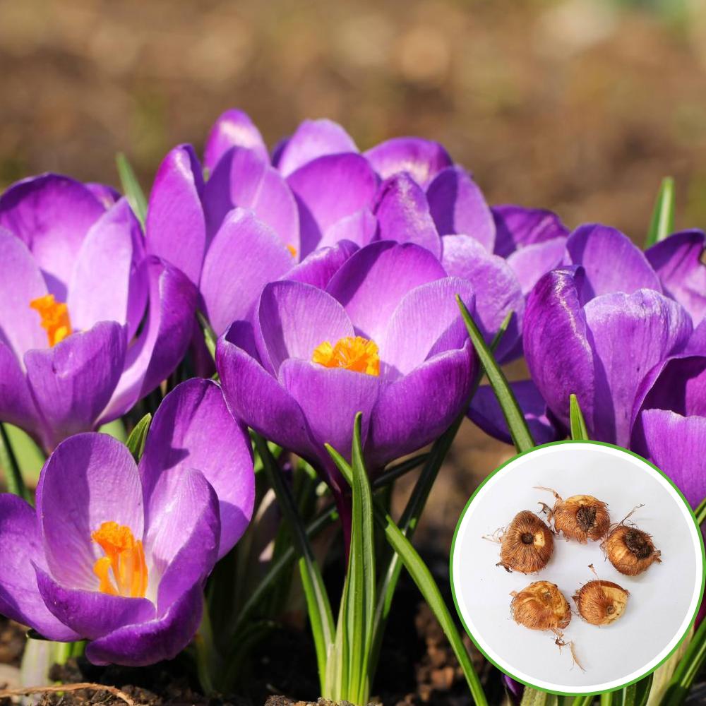 Buy Best Quality Crocus Flower Record (Purple) Bulbs Online Organicbazar