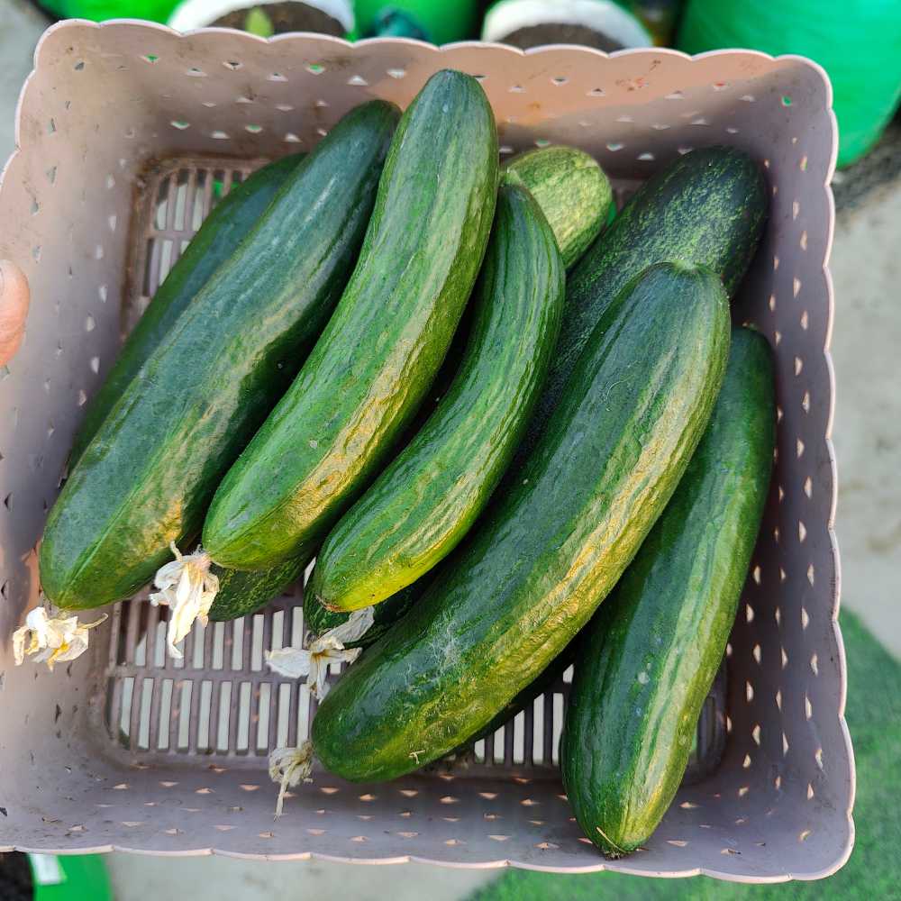 Buy Best Quality Cucumber F1 American Black Hybrid Seeds