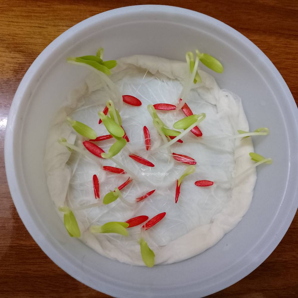 Buy Best Quality Cucumber Light Green F1 Hybrid Seeds - Organicbazar