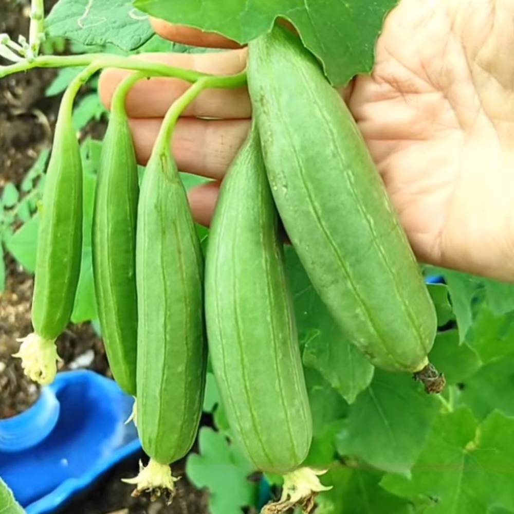 Desi Turai/Ridge Gourd Seeds – Gucche Wali Torai - (20 Seeds (Easy To ...