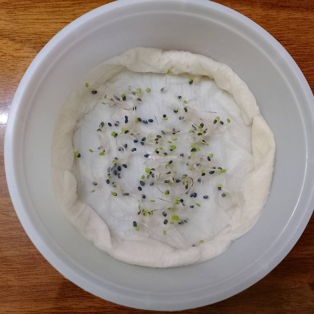 Buy the best Quality Emily Basil Seeds Online