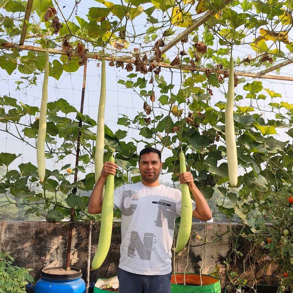 Buy Best Quality Extra Long Bottle Gourd Seeds Online