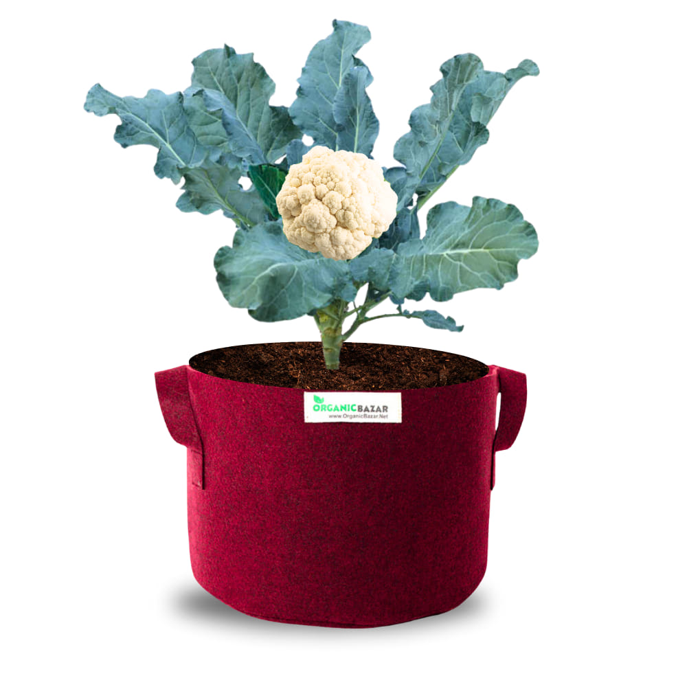 Geo Fabric Grow Bag 18X12 Inch Geo Fabric Grow Bags