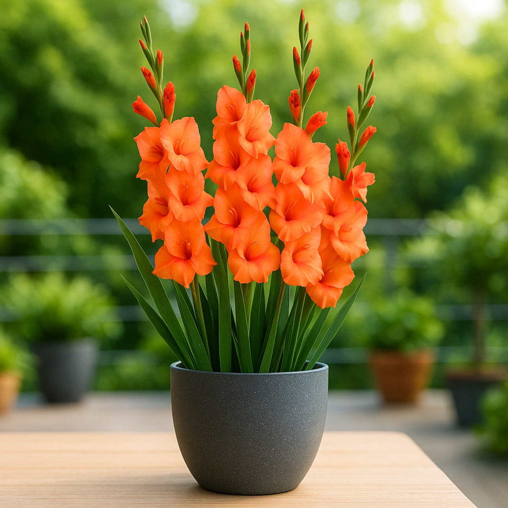 Buy Best Quality Gladiolus Orange Flower Bulbs Online : Organicbazar