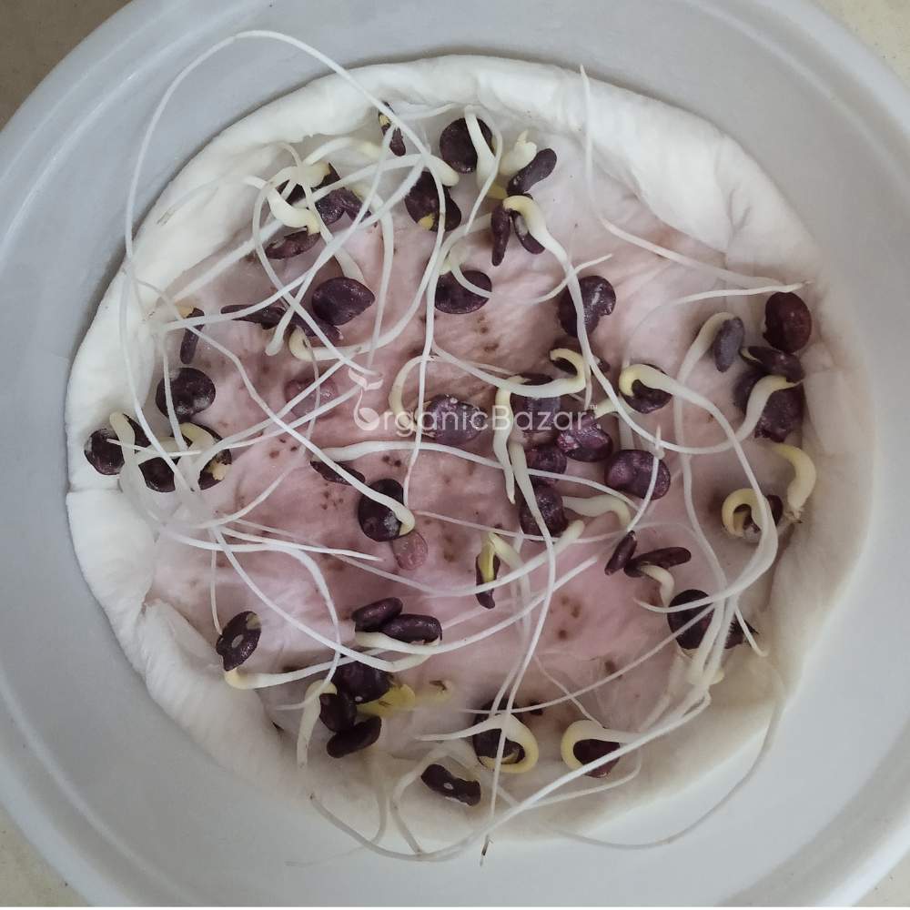 Buy Best Quality Gwar Phali (Cluster Beans) F1 Hybrid Seeds