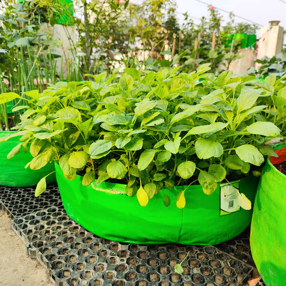 OrganicBazar 24x9 Grow Bag for Leafy Vegetables, Premium HDPE 260 GSM,