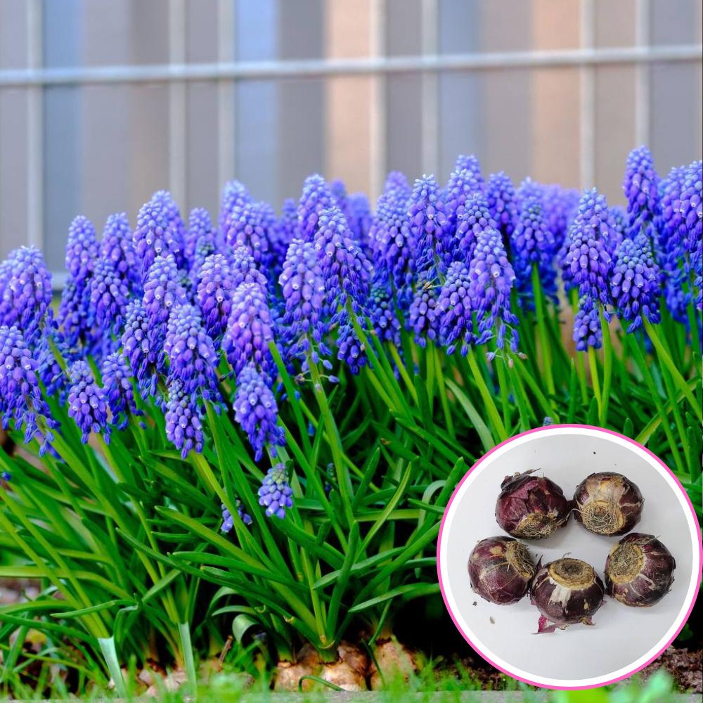 Buy Best Quality Hyacinth Delfts Blauw (Blue) Flower Bulbs Online ...
