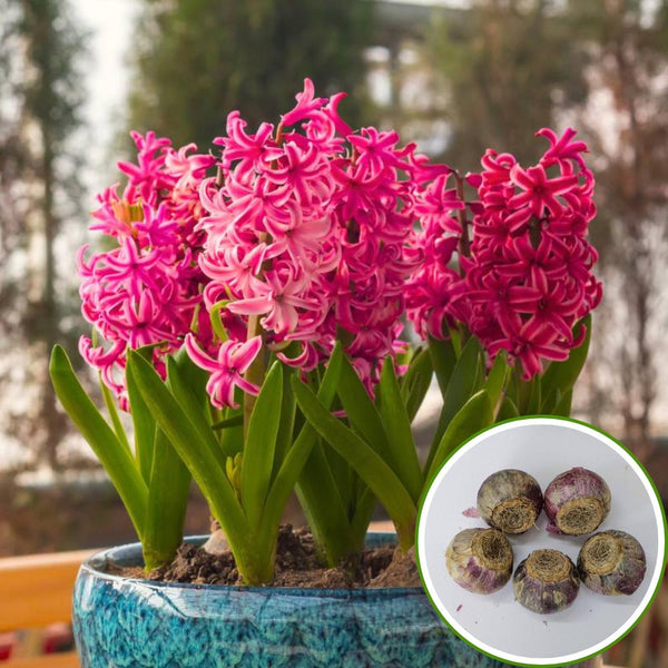 Buy Best Quality Hyacinth Red Flower Bulbs Online - Organicbazar