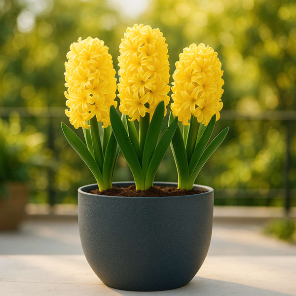 Buy Best Quality Hyacinth Yellow Flower Bulbs : Organicbazar
