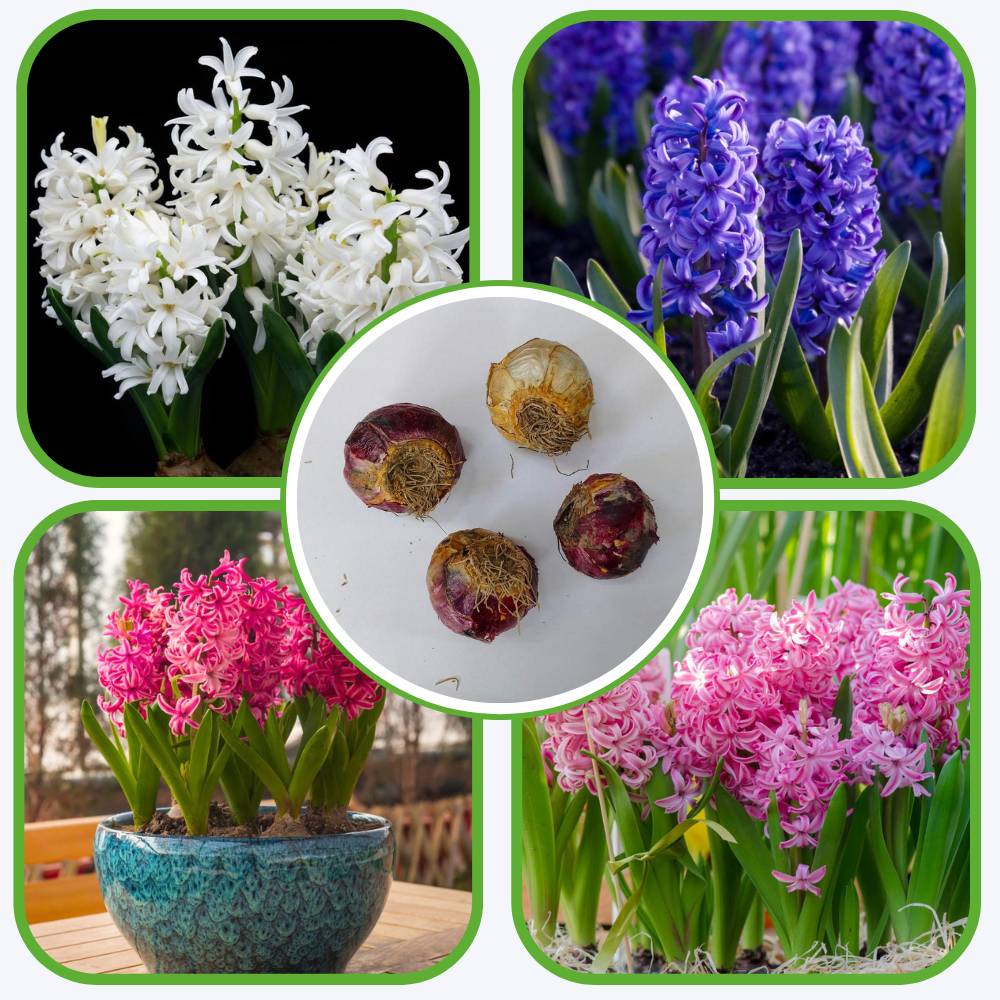 Buy Best Quality Hyacinth Mixed Color Flower bulbs Online - Organicbazar