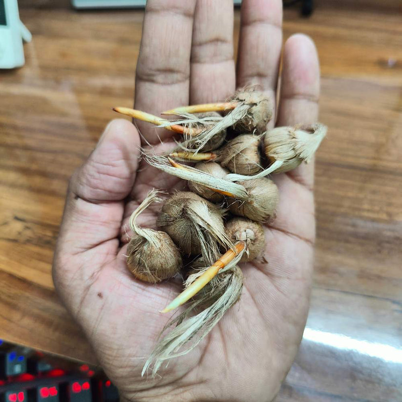 Buy Kashmiri Saffron (Kesar) Bulbs Online - Organicbazar