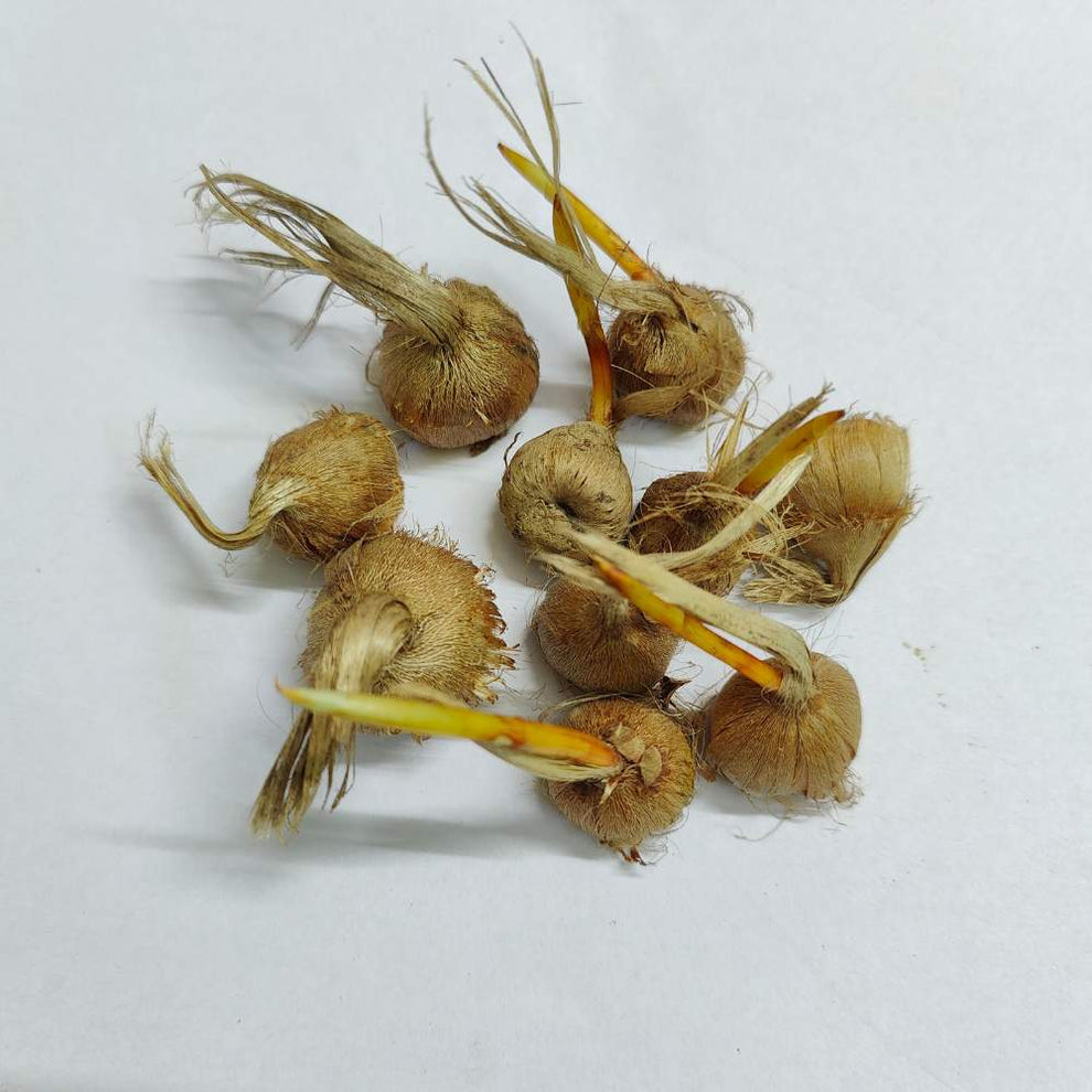 Buy Kashmiri Saffron (Kesar) Bulbs Online - Organicbazar