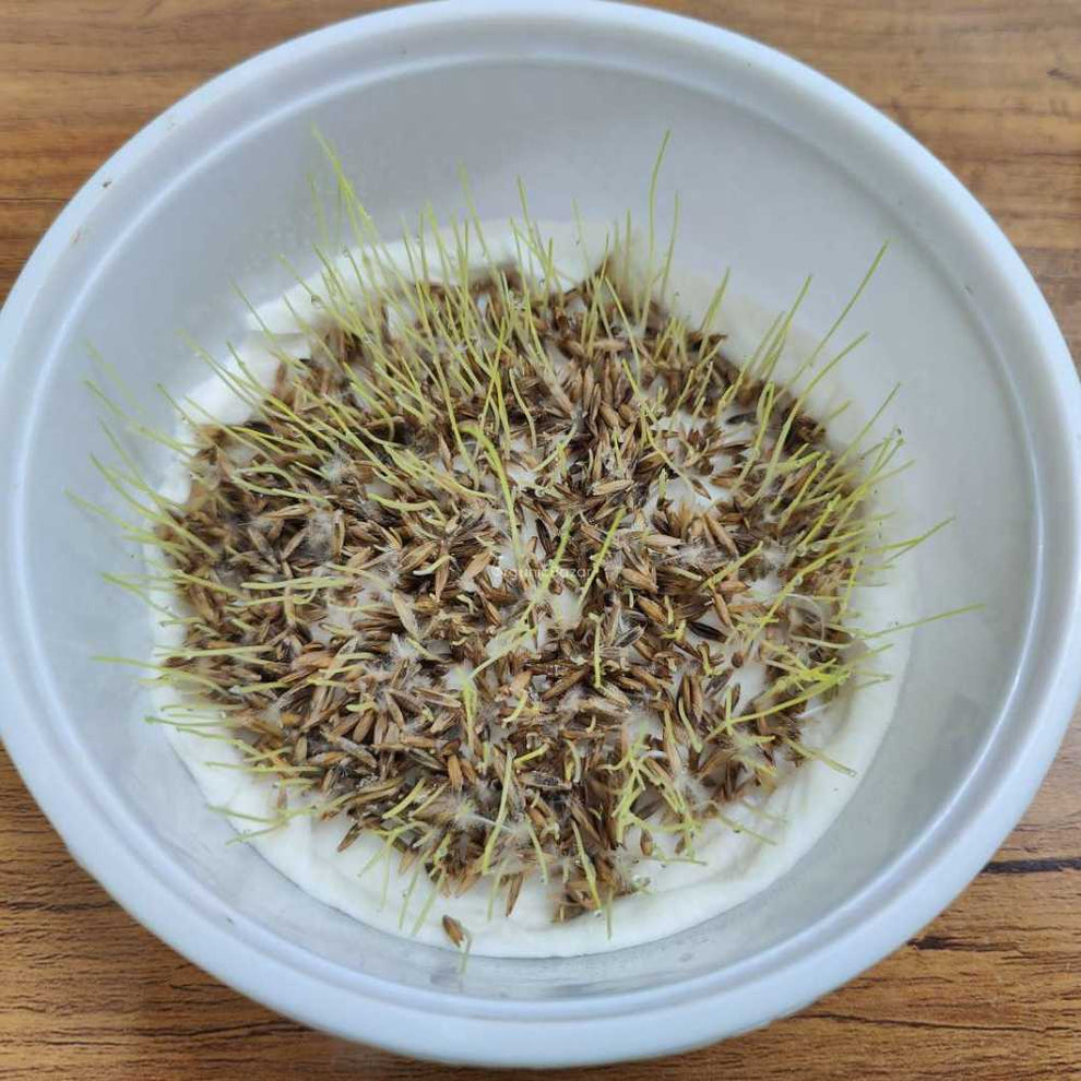 Buy Best Quality Mexican Grass Seeds online - Organicbazar