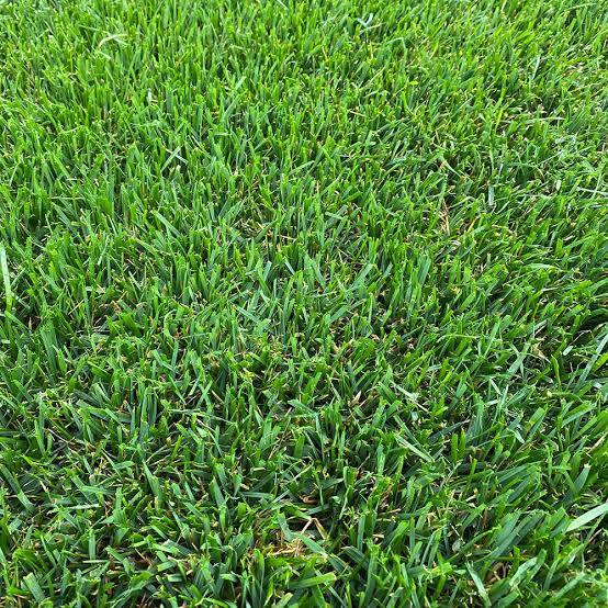 Buy Best Quality Mexican Grass Seeds online - Organicbazar