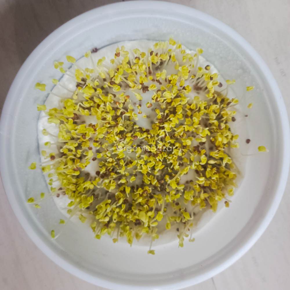 Buy Best Quality Mustard Indian Sarso Leaf Seeds