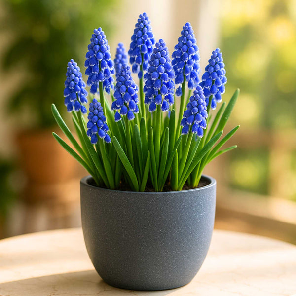 Buy the best Quality Muscari Armeniacum Flower Bulbs Online - Organicbazar