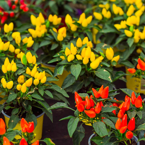Ornamental Chilli/ Pepper Dwarf Mix Color Seeds - (10 Seeds) High Yiel ...