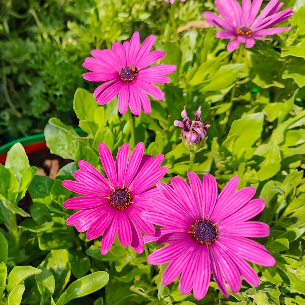 Buy best Quality Osteospermum Ecklonis Mix Seeds