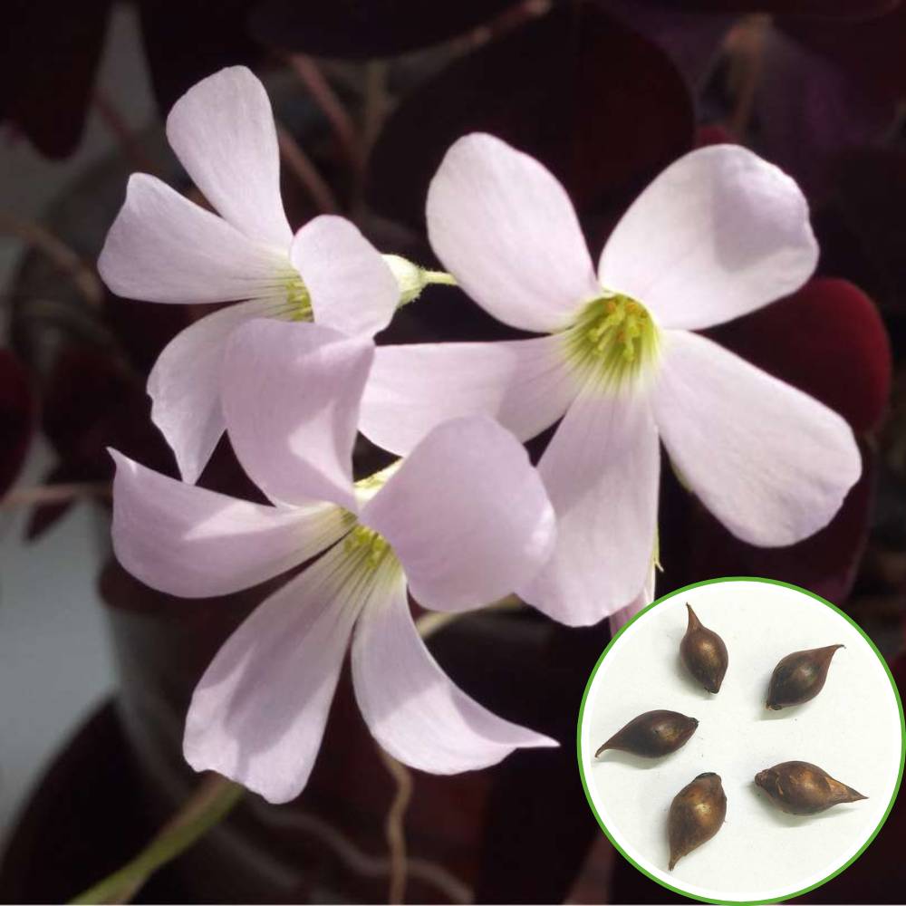 Buy Best Quality Oxalis White Flower Bulbs Online - Organic Bazar