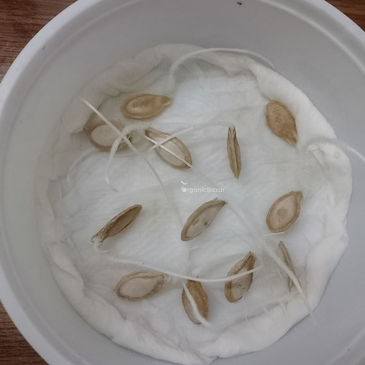 Pumpkin (kaddu) Seeds Hybrid - 12 Seeds (कद्दू के बीज)