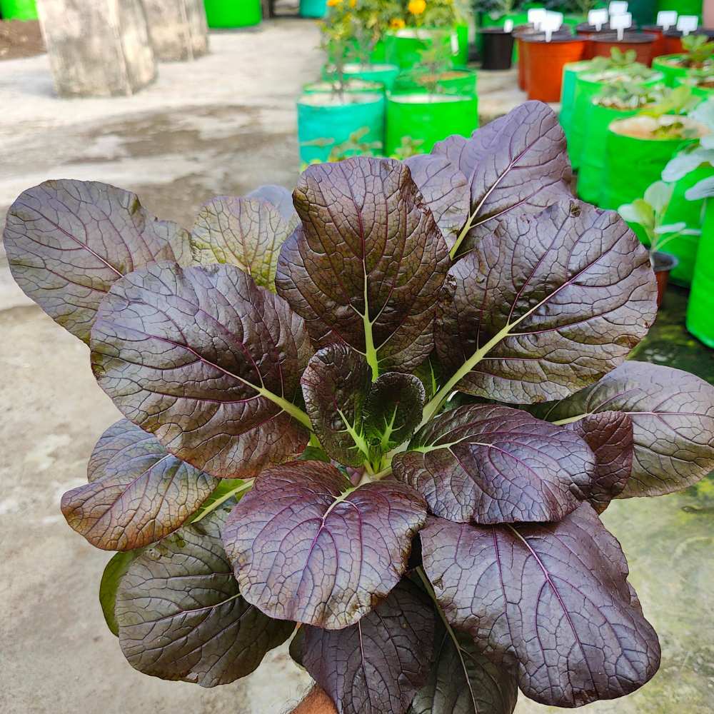 Buy Best Quality Purple Pak Choi F1 Hybrid Seeds Online - Organicbazar