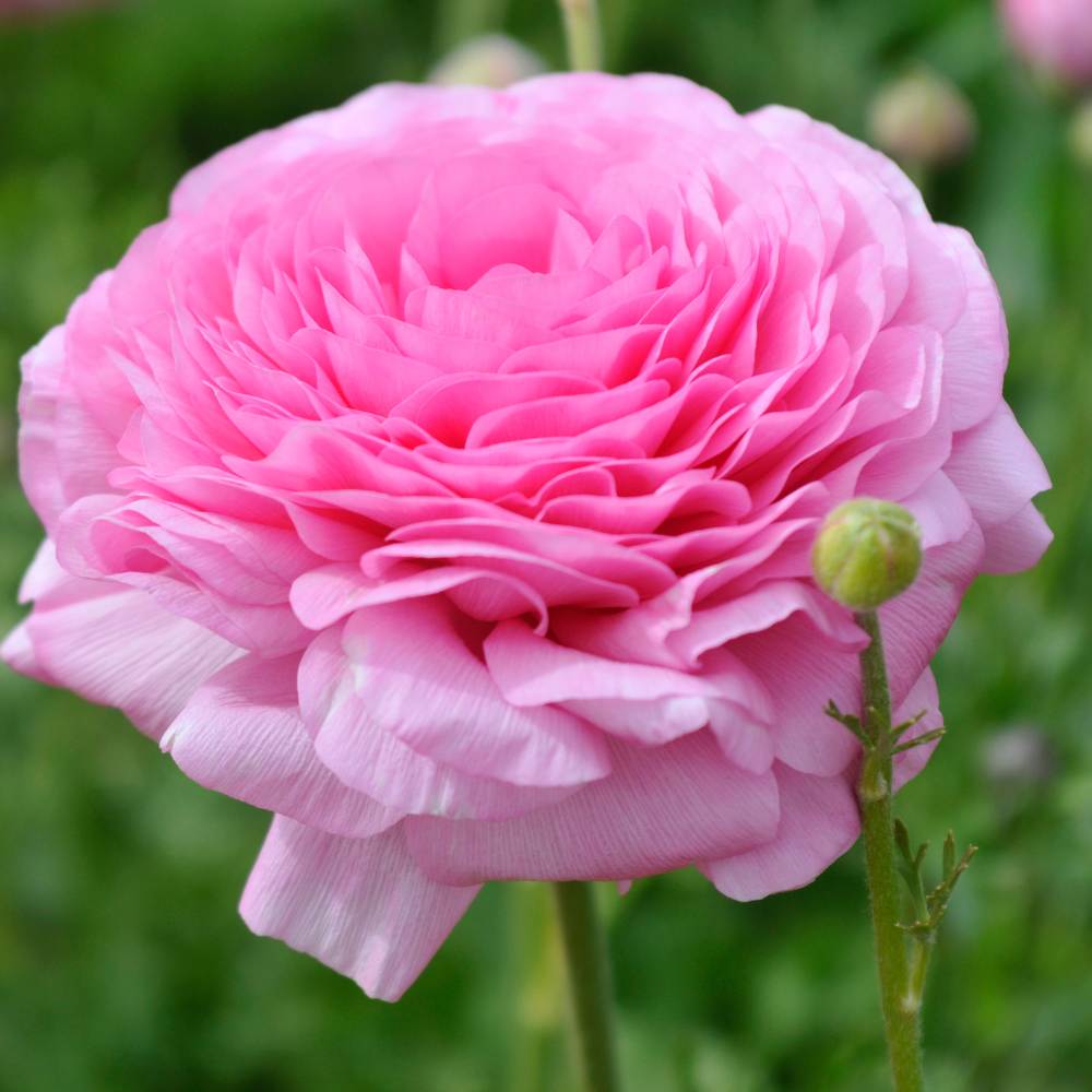 Buy Best Quality Ranunculus Pink Flower Bulbs Online - Organicbazar
